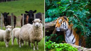 Have you separated your “farm animals” from your “jungle animals”?